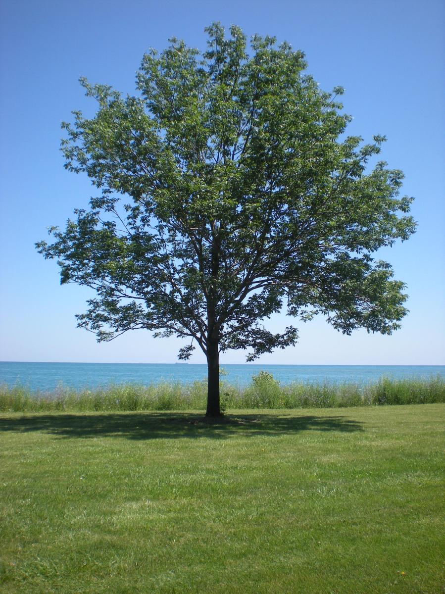 I Am A Lone Nut! | Healing Through Connection