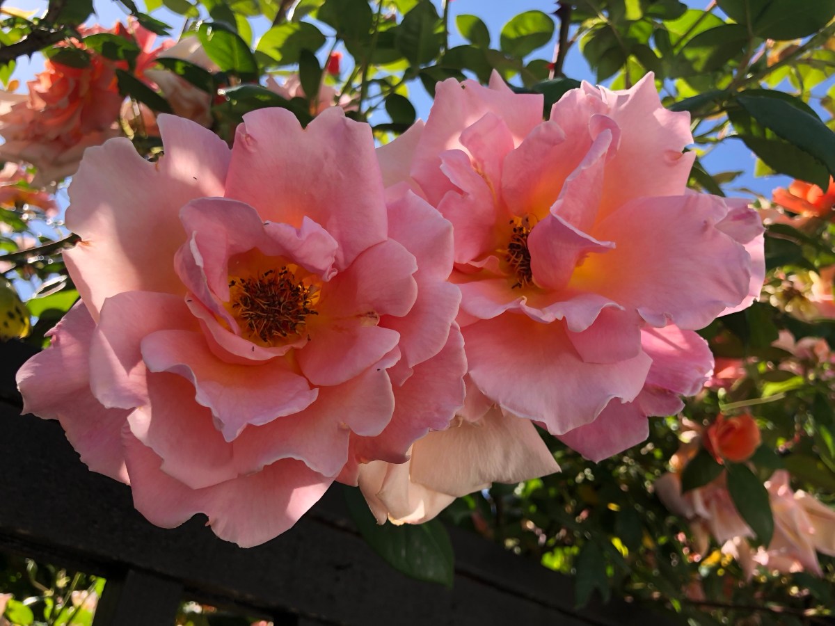 Women Elevating Women | Healing Through Connection